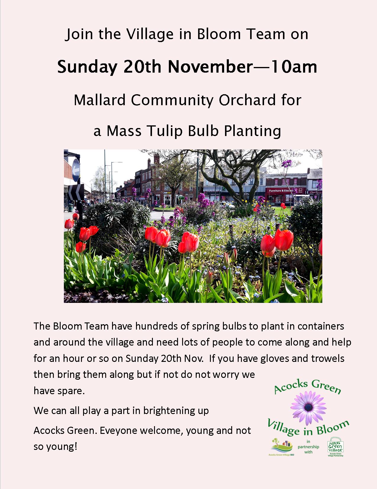Join Sunday’s Bulb Planting | Acocks Green Neighbourhood Forum